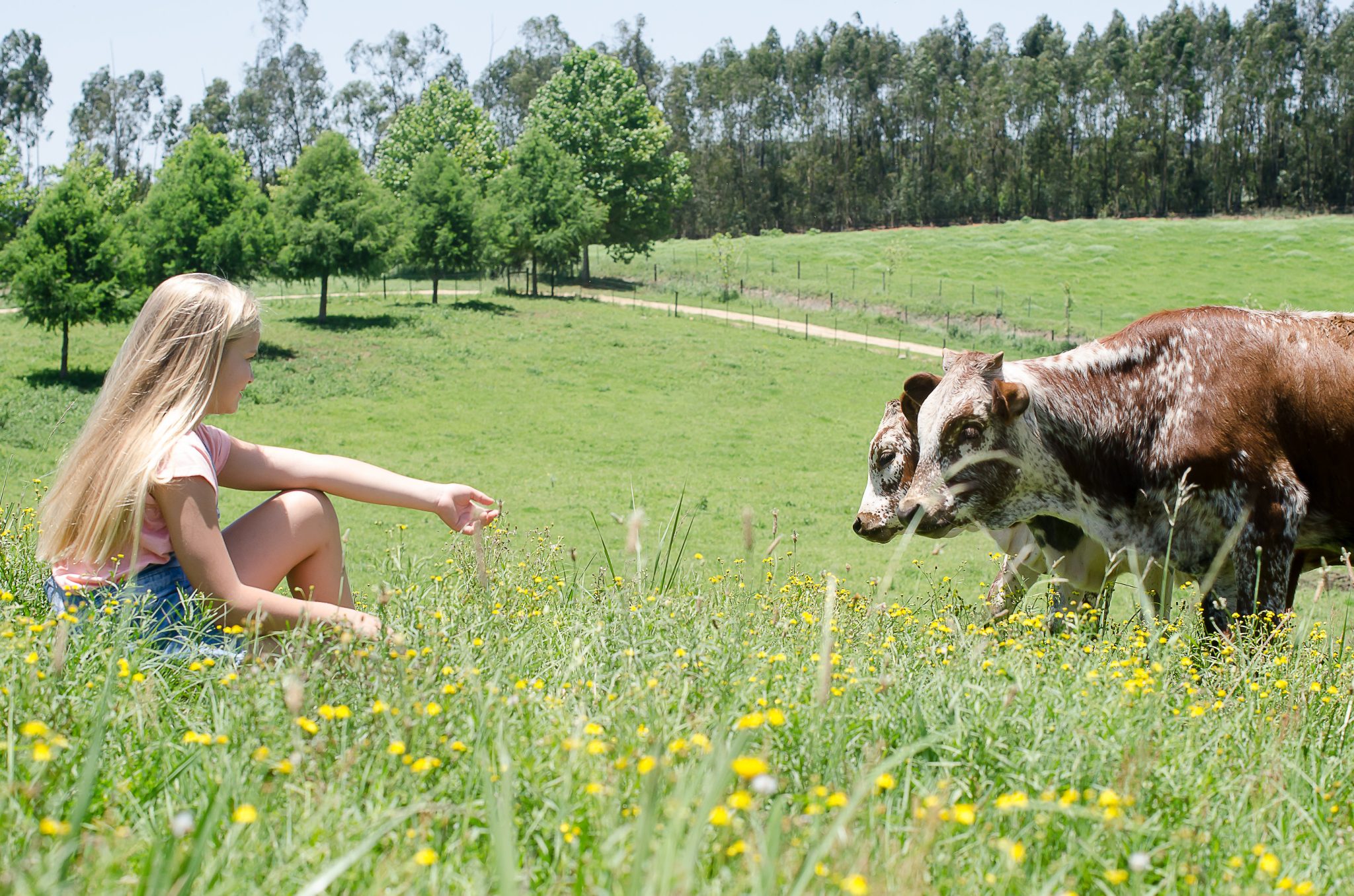 The Boston Dargle Impendle Tourism – The Community Tourism Organisation