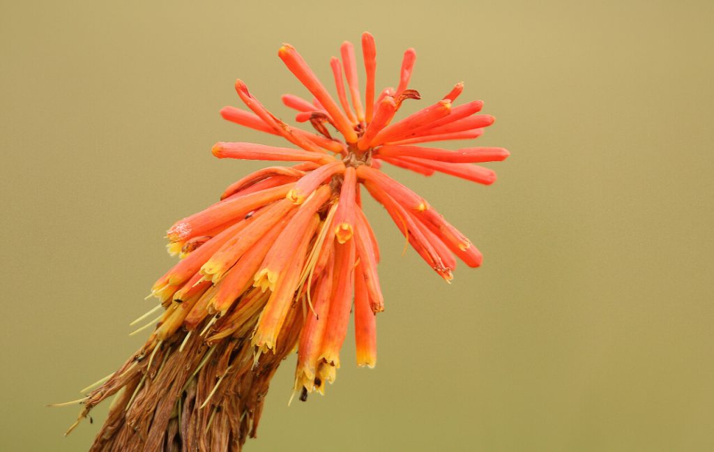 The Boston Dargle Impendle Tourism – The Community Tourism Organisation