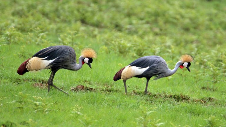 The Boston Dargle Impendle Tourism – The Community Tourism Organisation