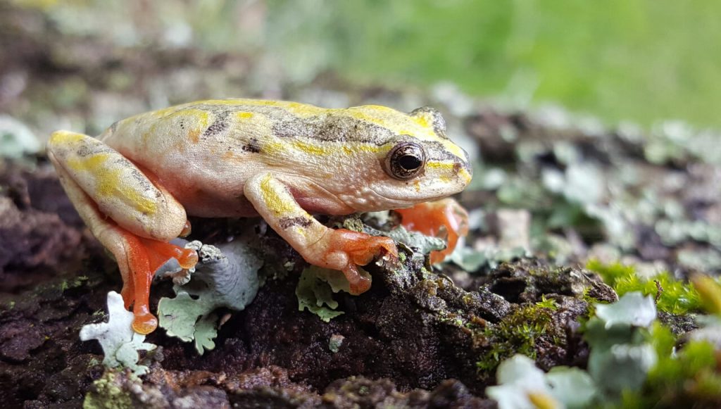 The Boston Dargle Impendle Tourism – The Community Tourism Organisation