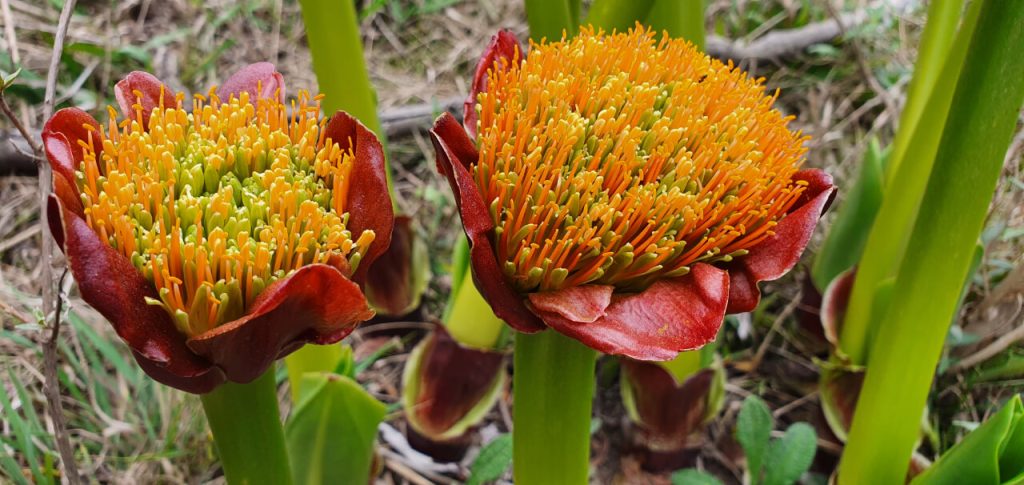 The Boston Dargle Impendle Tourism – The Community Tourism Organisation