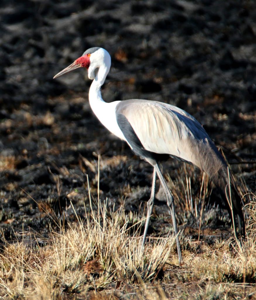 The Boston Dargle Impendle Tourism – The Community Tourism Organisation