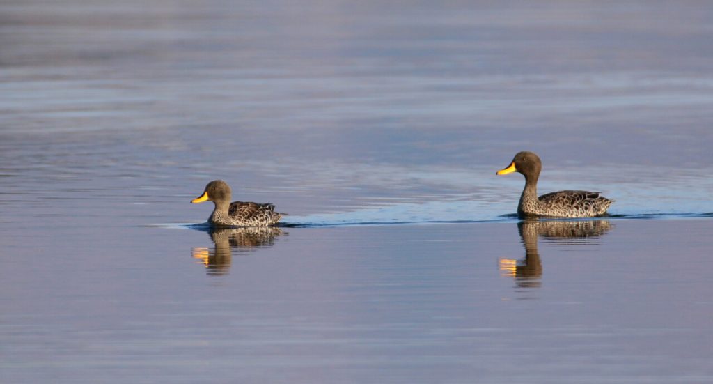 The Boston Dargle Impendle Tourism – The Community Tourism Organisation